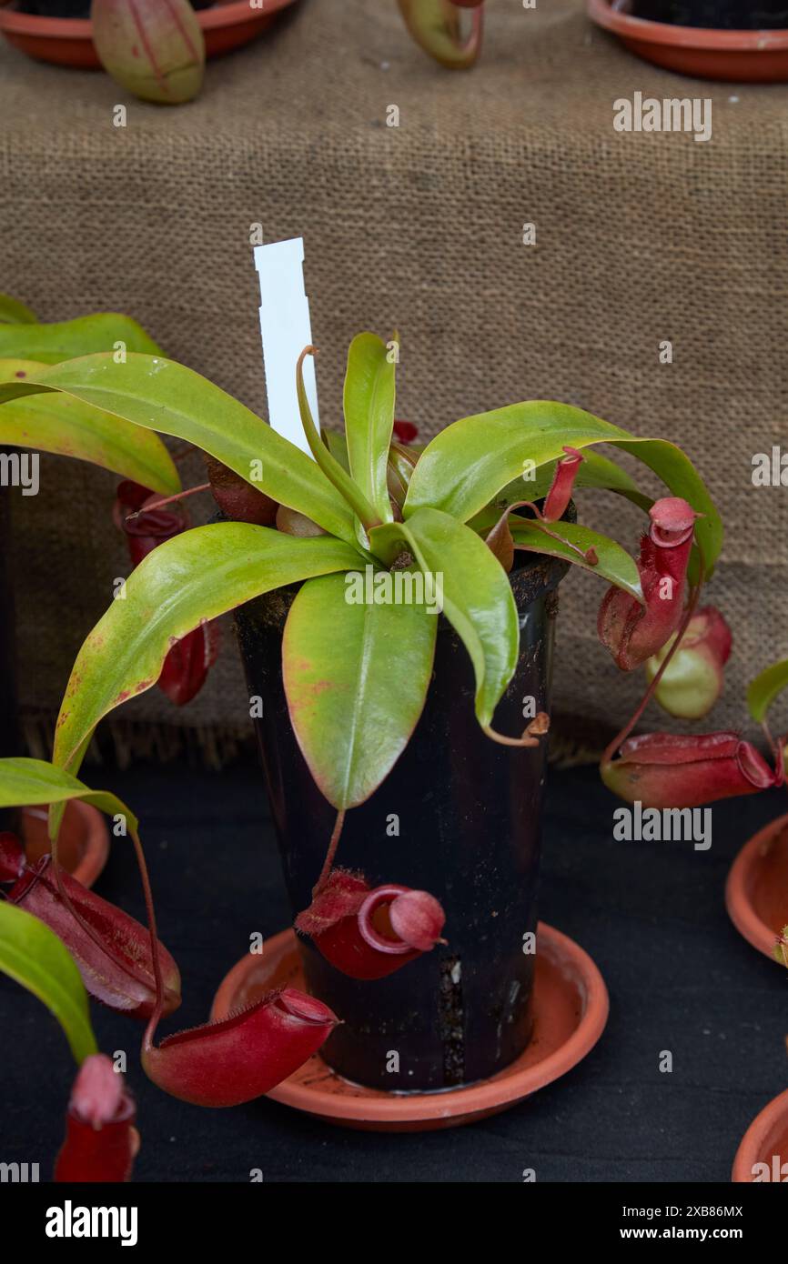 Nepenthes carnivorous plant or tropical pitcher plant in vase Stock ...