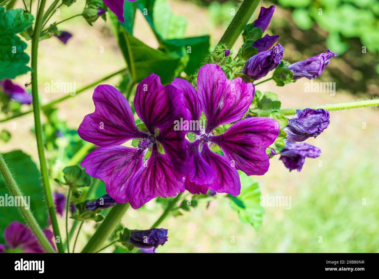Malva sylvestris. Beautiful purple mallow flowers in the garden Stock ...