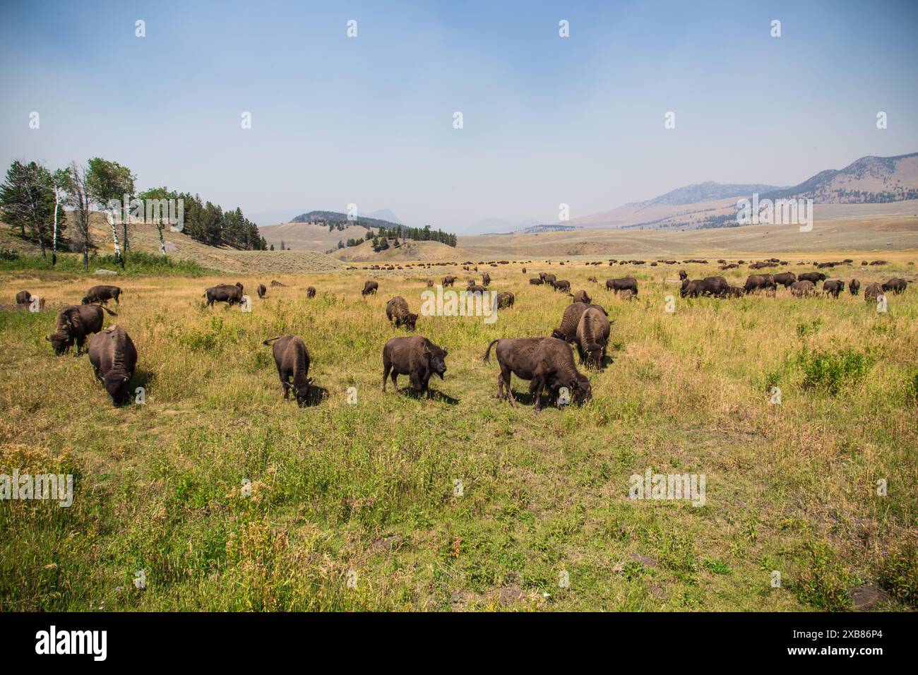 American bison herd grasslands hi-res stock photography and images - Alamy