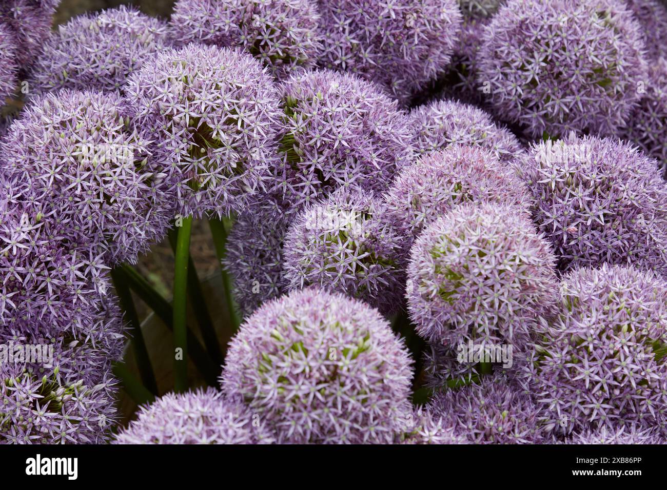 Allium giganteum or ornamental onion purple flowers Stock Photo - Alamy