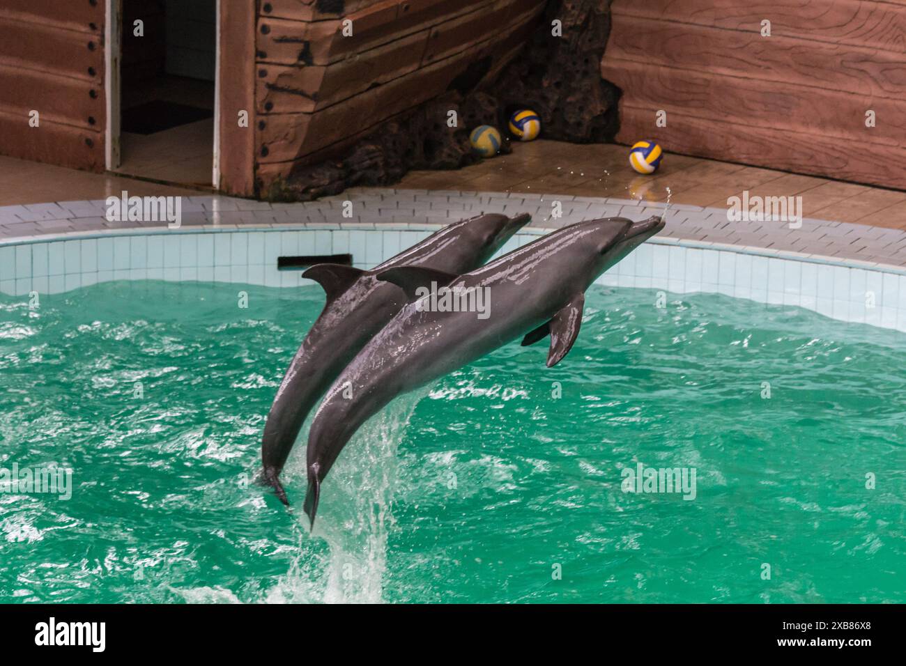 Leaping in water hi-res stock photography and images - Alamy