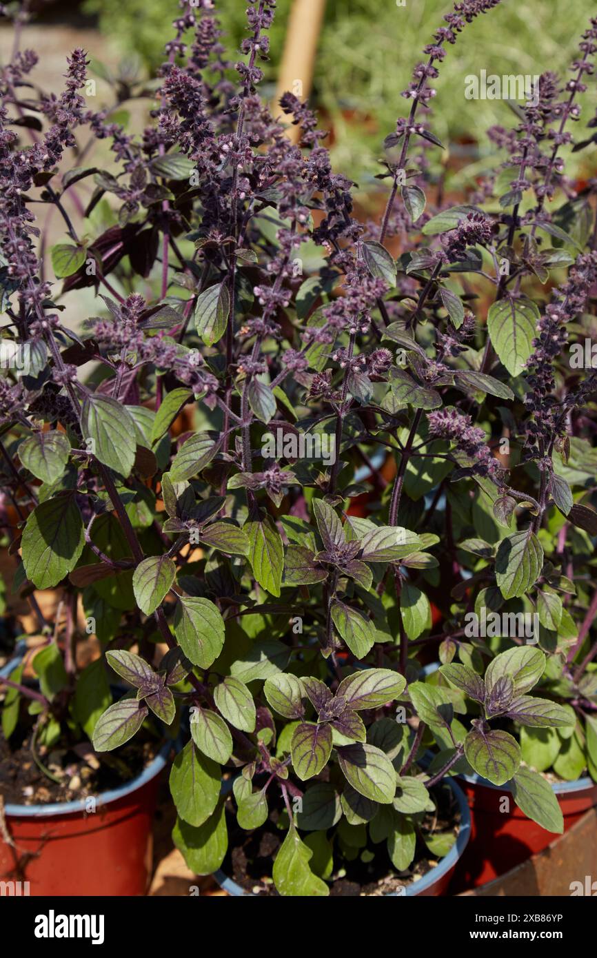 Ocimum kilimandscharicum, camphor basil plants with flowers in sunlight ...