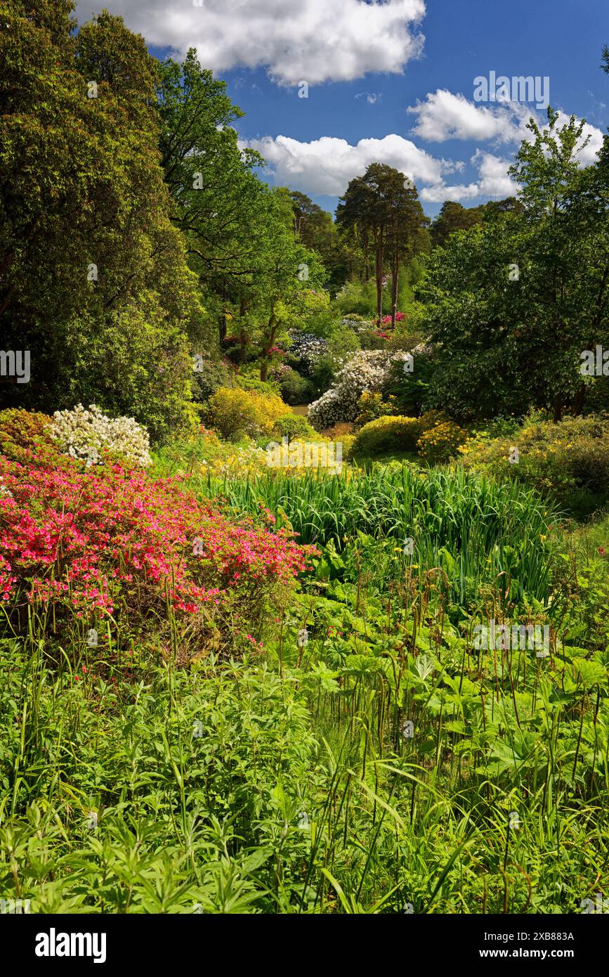 Leonardslee sussex summer flowers hi-res stock photography and images ...