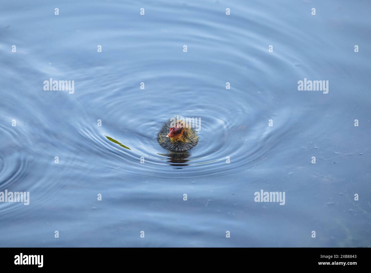 Duck swimming water ripples hi-res stock photography and images - Alamy