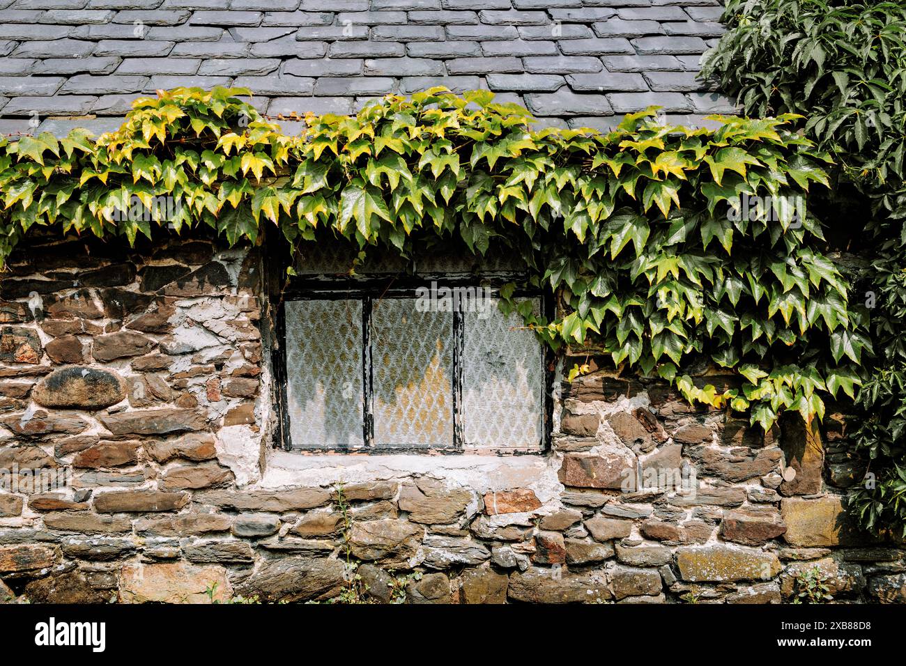 Rustic stone cottage wall with lush ivy around an old small window and ...
