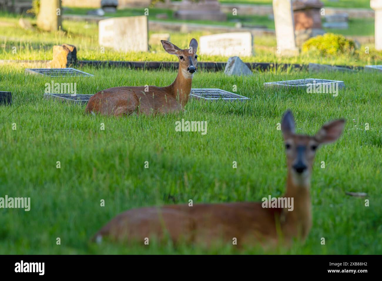 A deer resting by headstone graves in grassy field Stock Photo - Alamy