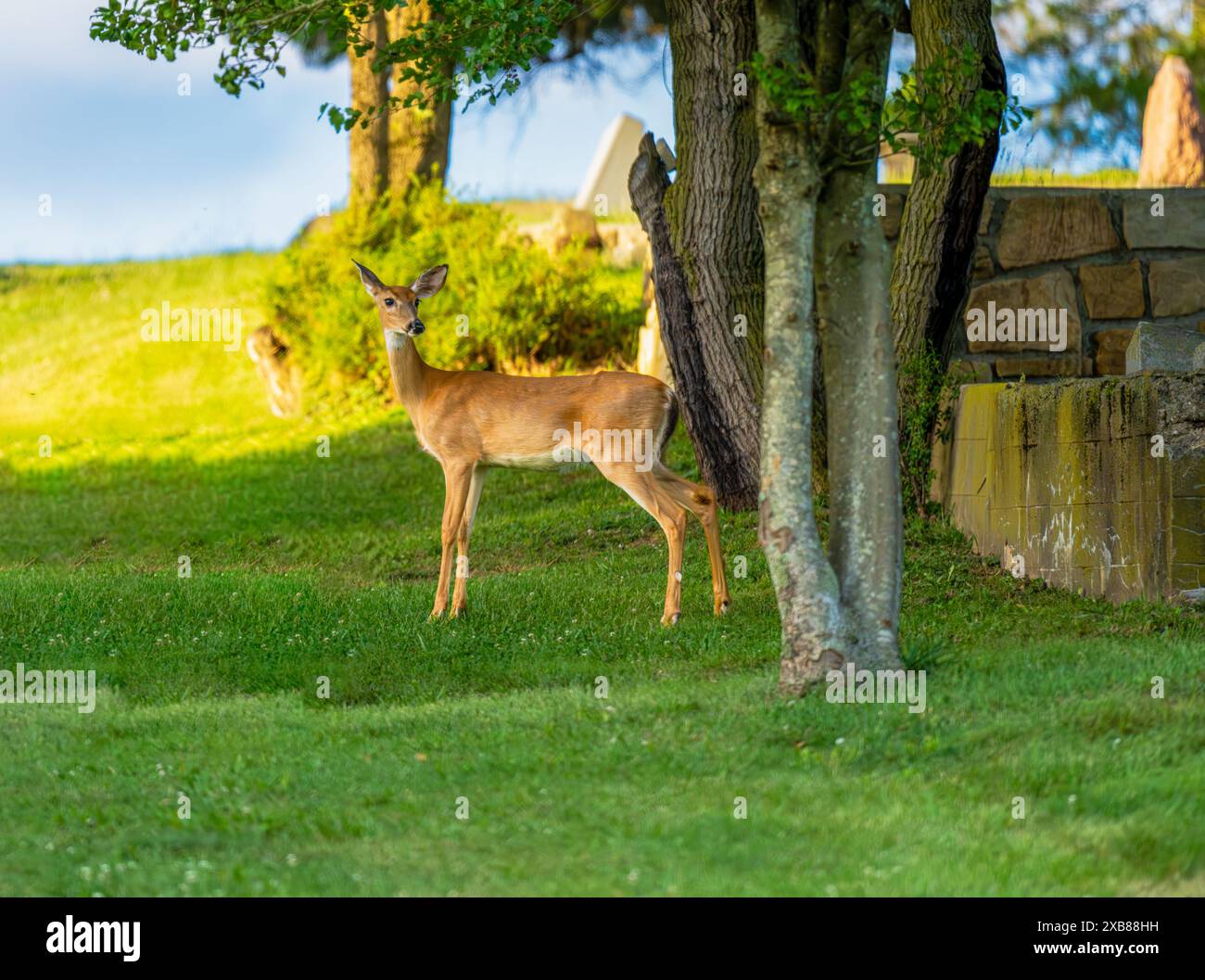A tiny creature in a vibrant meadow by trees Stock Photo - Alamy
