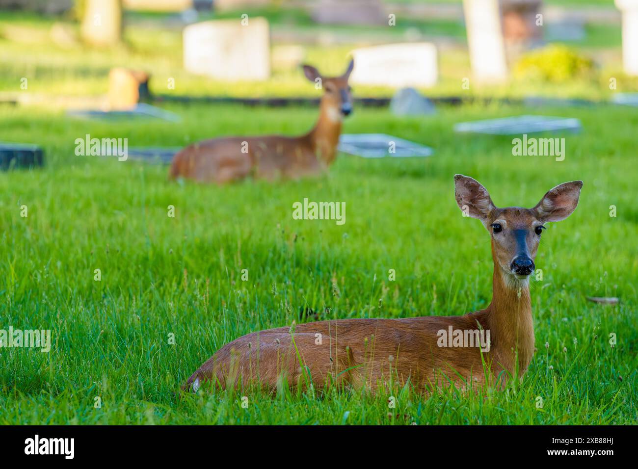 Two deer resting in grassy field beside deceased sheep Stock Photo - Alamy