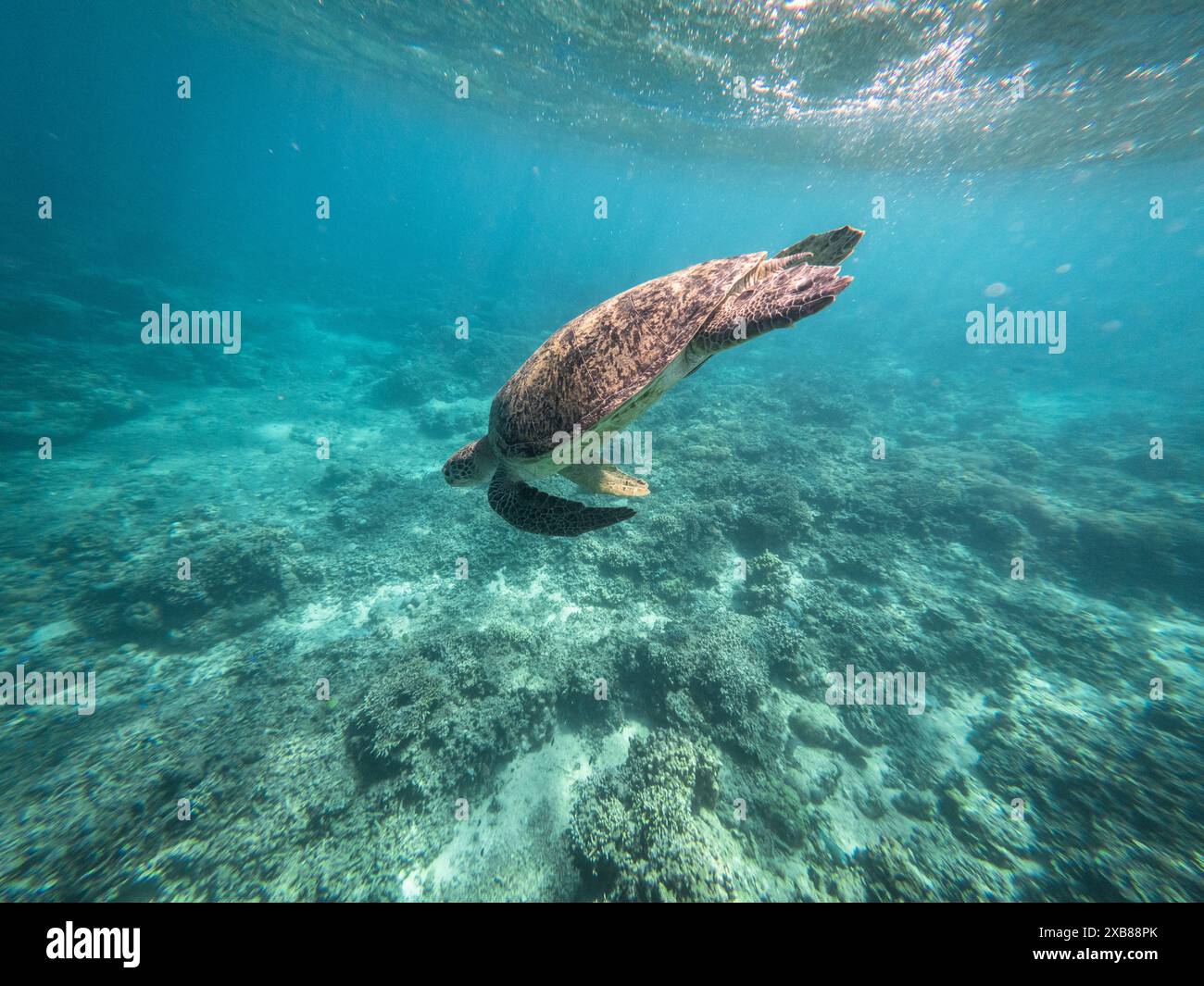 Sea turtle swimming under sunlight in ocean depths Stock Photo - Alamy