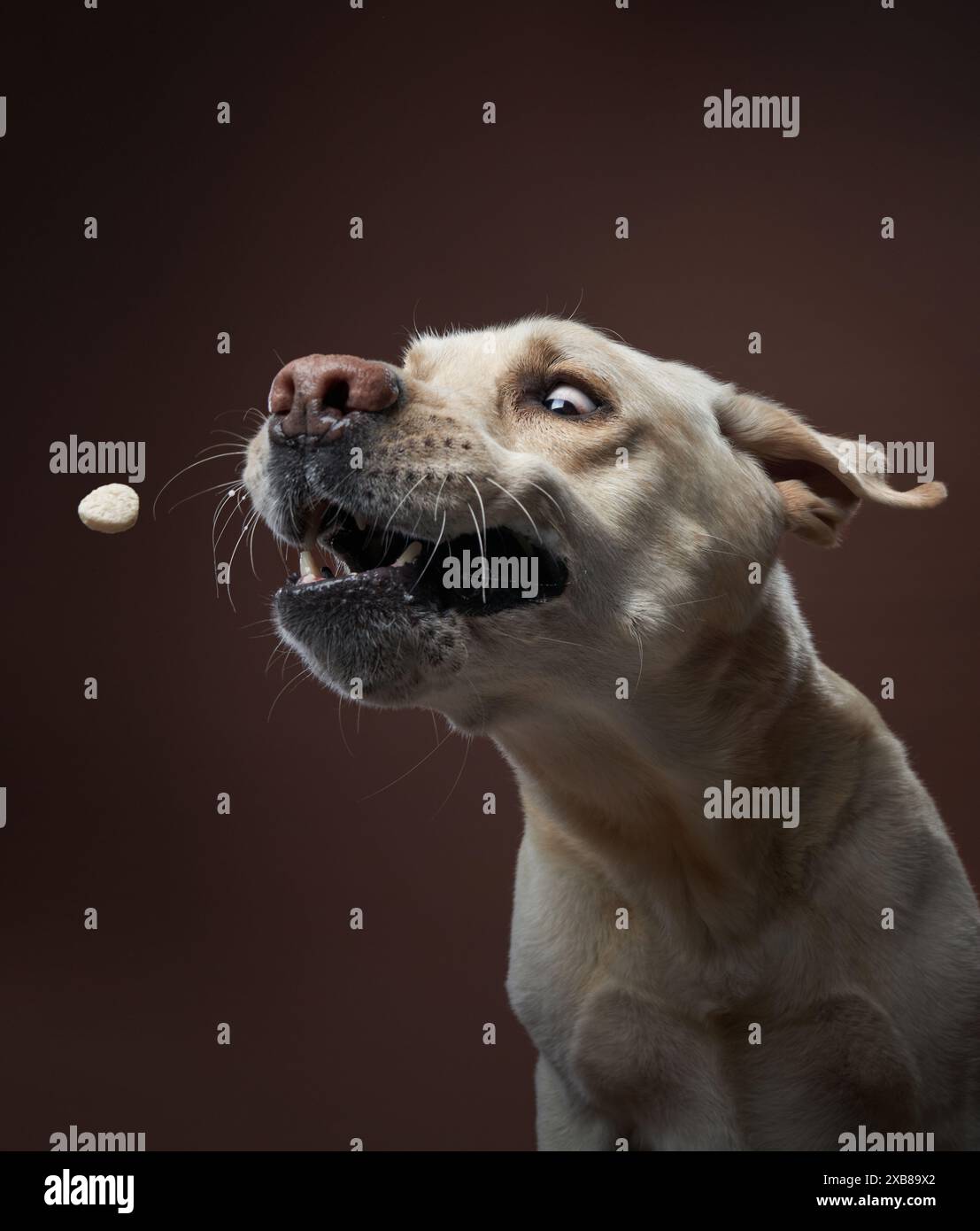 Exemplifying agility hi-res stock photography and images - Alamy