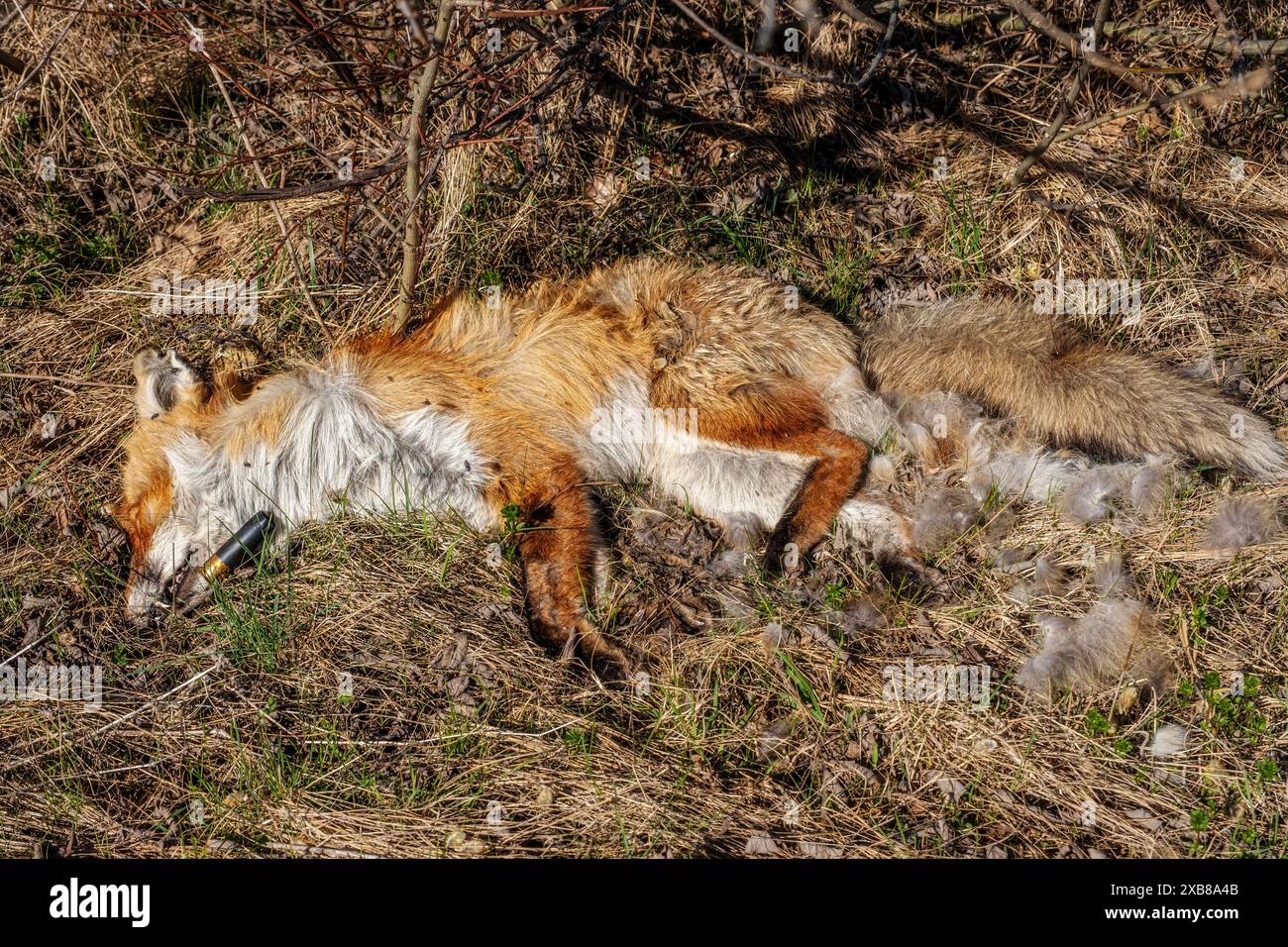 a dead Wildlife Red Fox with a hunting cartridge in the field and flies ...