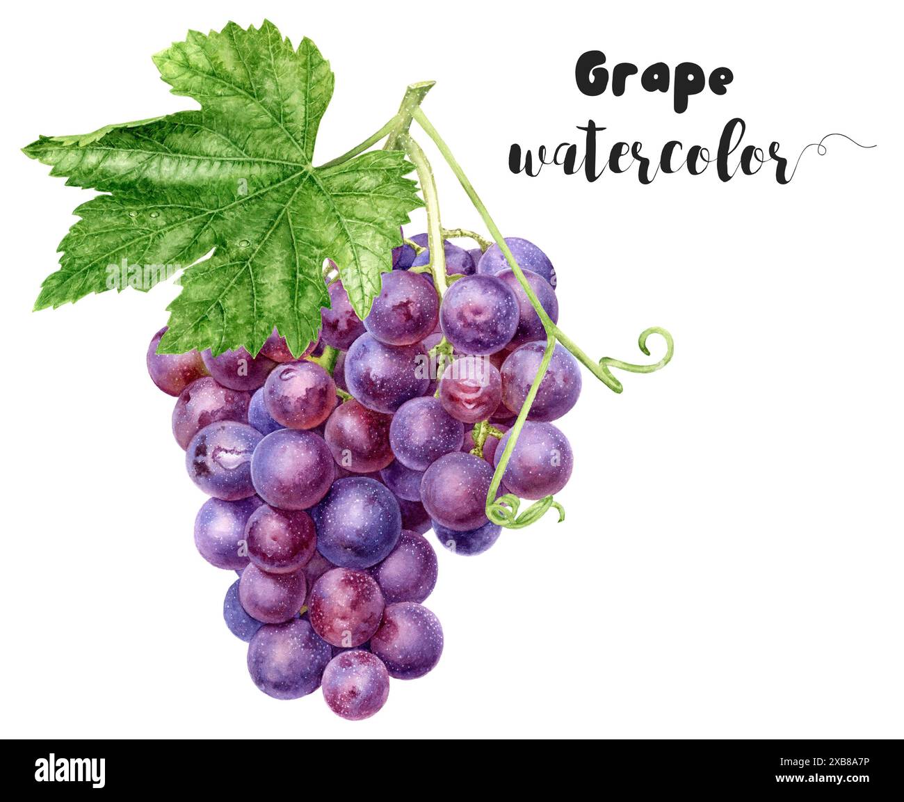 Beautiful Watercolor Grapes Cluster with Green Leaf - Detailed Botanical Illustration Stock ...