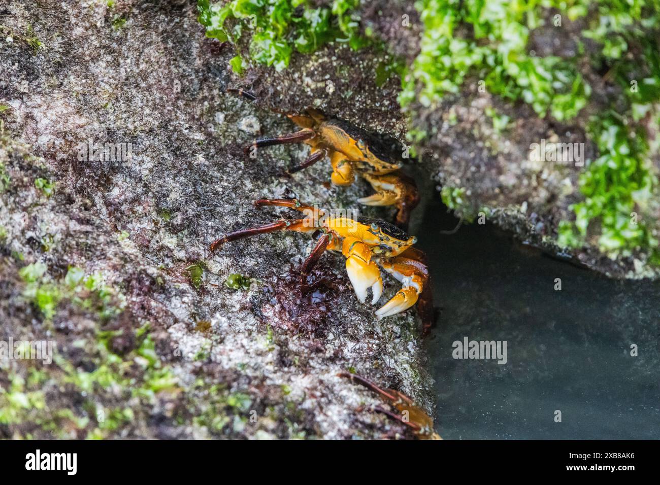 Two crabs emerging from moss, one in a cozy nest Stock Photo - Alamy