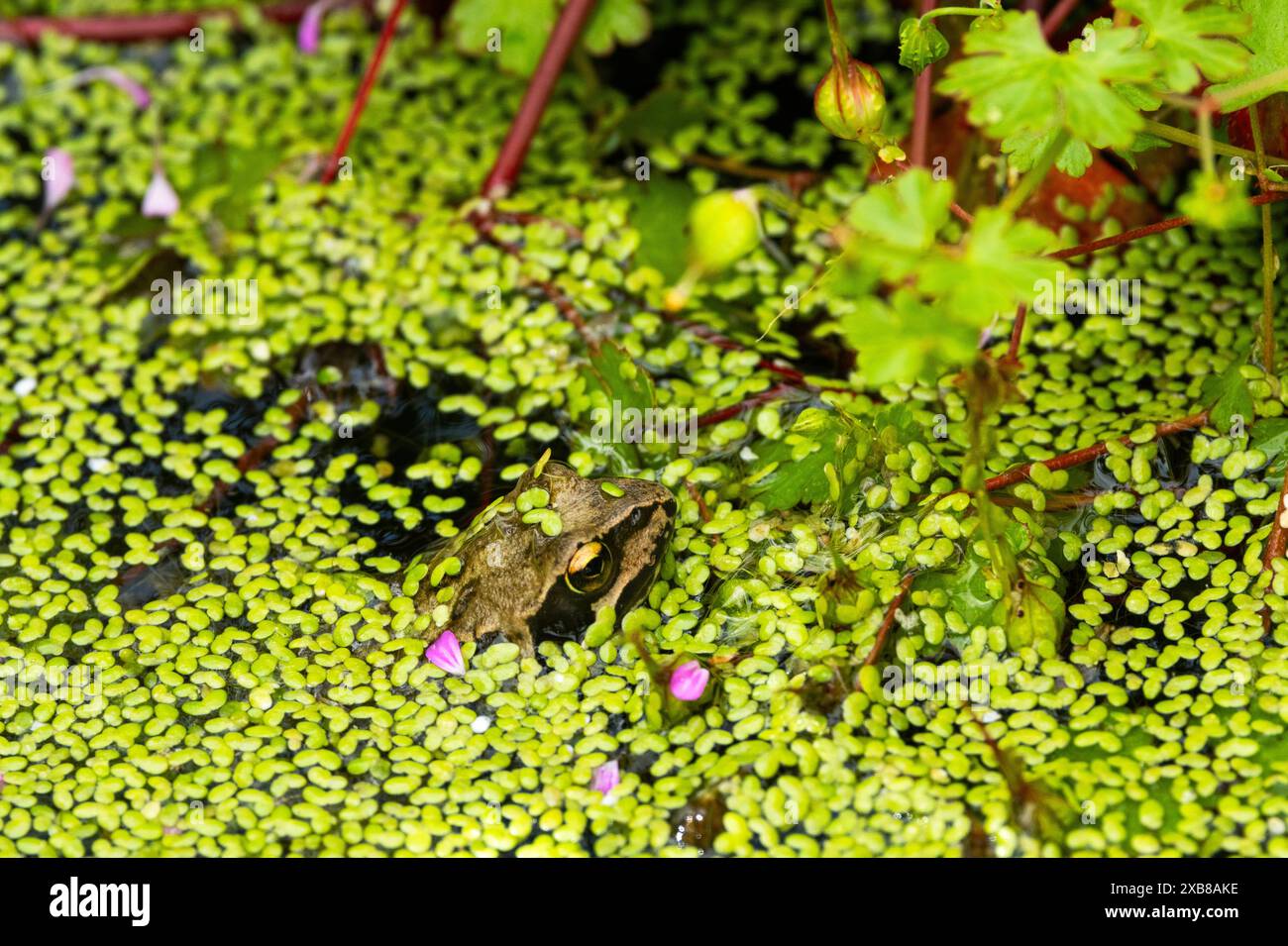 Frog leap band hi-res stock photography and images - Alamy