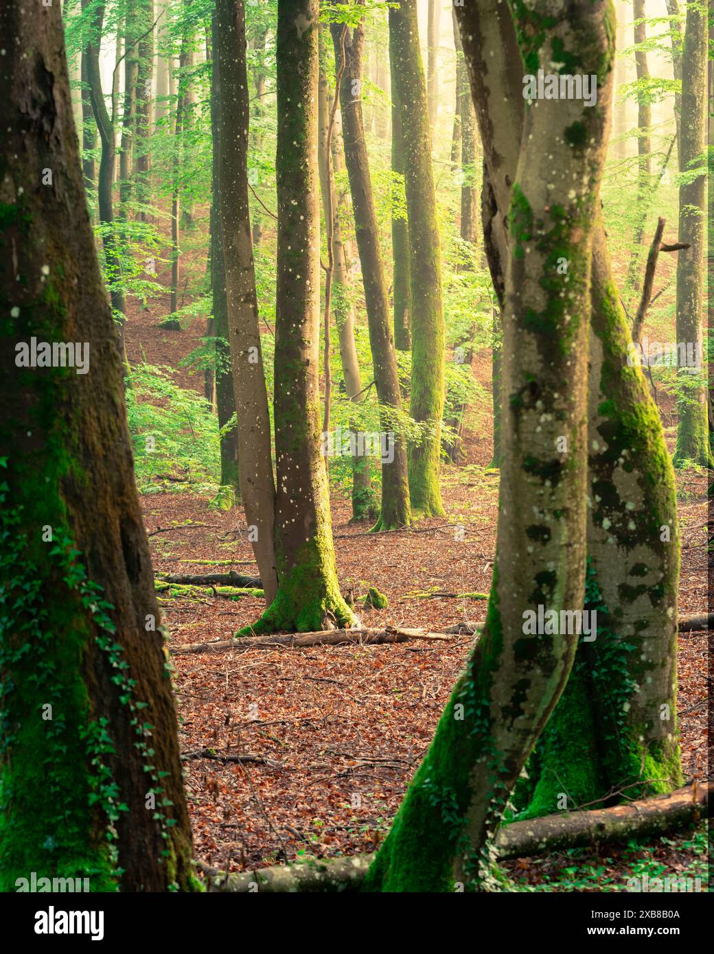 The tall trees in a secluded forest setting Stock Photo - Alamy
