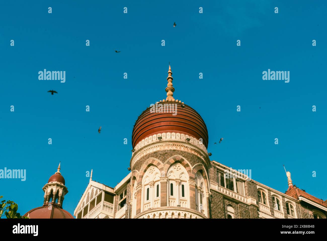 Birds flying by a tree hi-res stock photography and images - Alamy