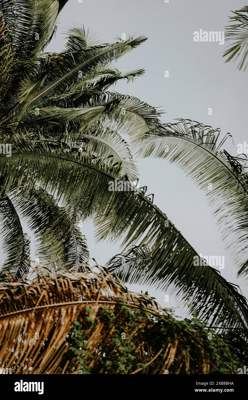 Palm trees clustered together under the Bali sky in Indonesia Stock ...