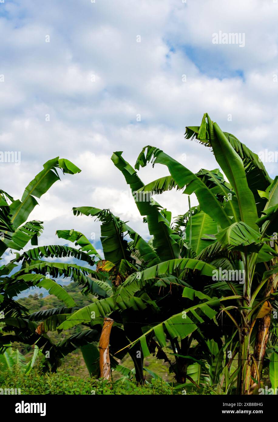 Lush green and golden banana trees in a field Stock Photo - Alamy