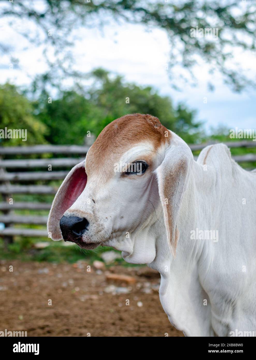 Ears perked up hi-res stock photography and images - Alamy