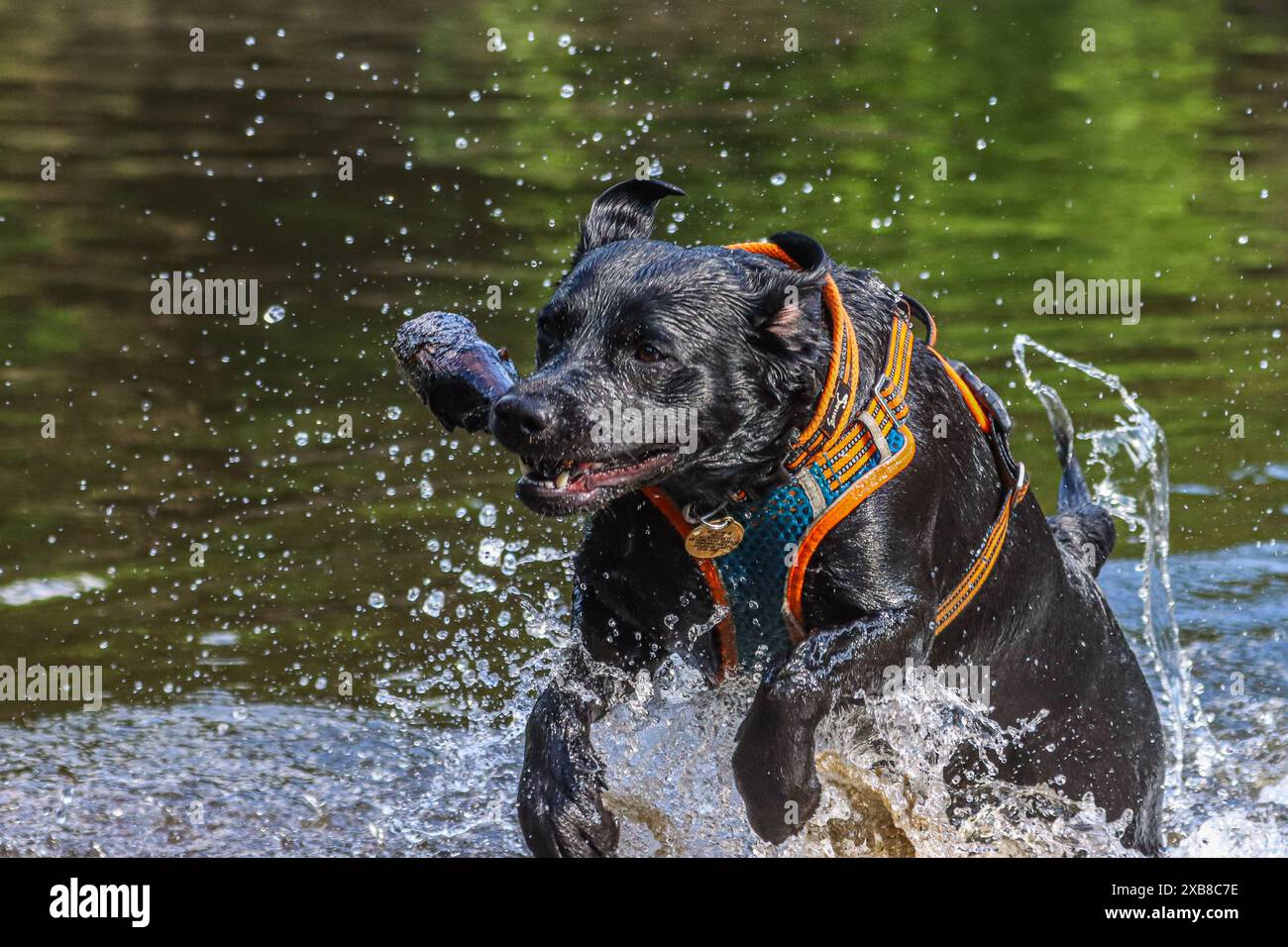 A Black Labrador in water Stock Photo - Alamy