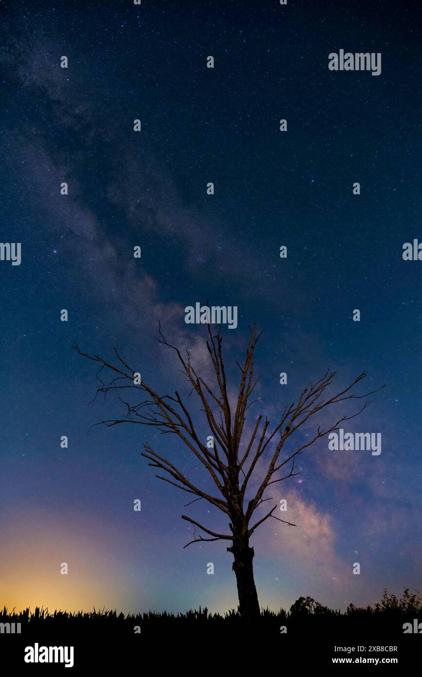 Silhouette tree under starry night hi-res stock photography and images ...