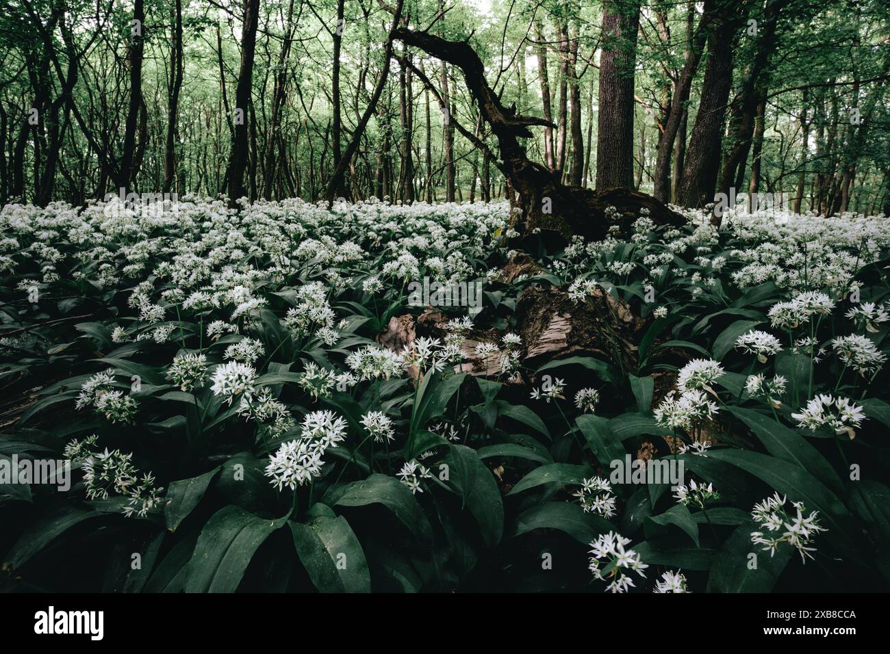 A lush forest scenery with green plants and white flowers beneath the ...