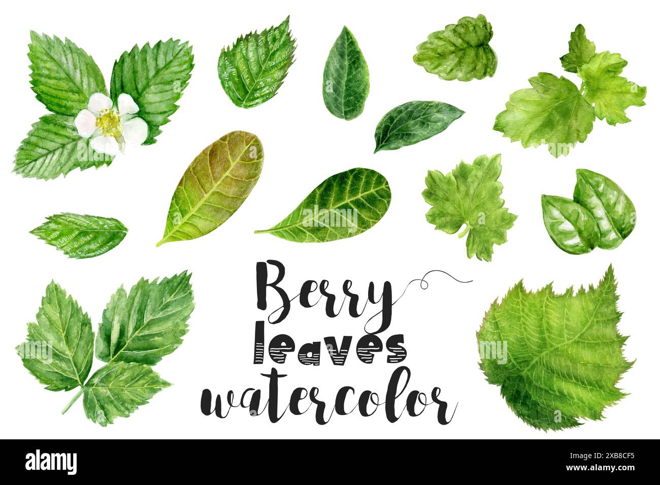 Watercolor painting of berry leaves on white background Stock Photo - Alamy