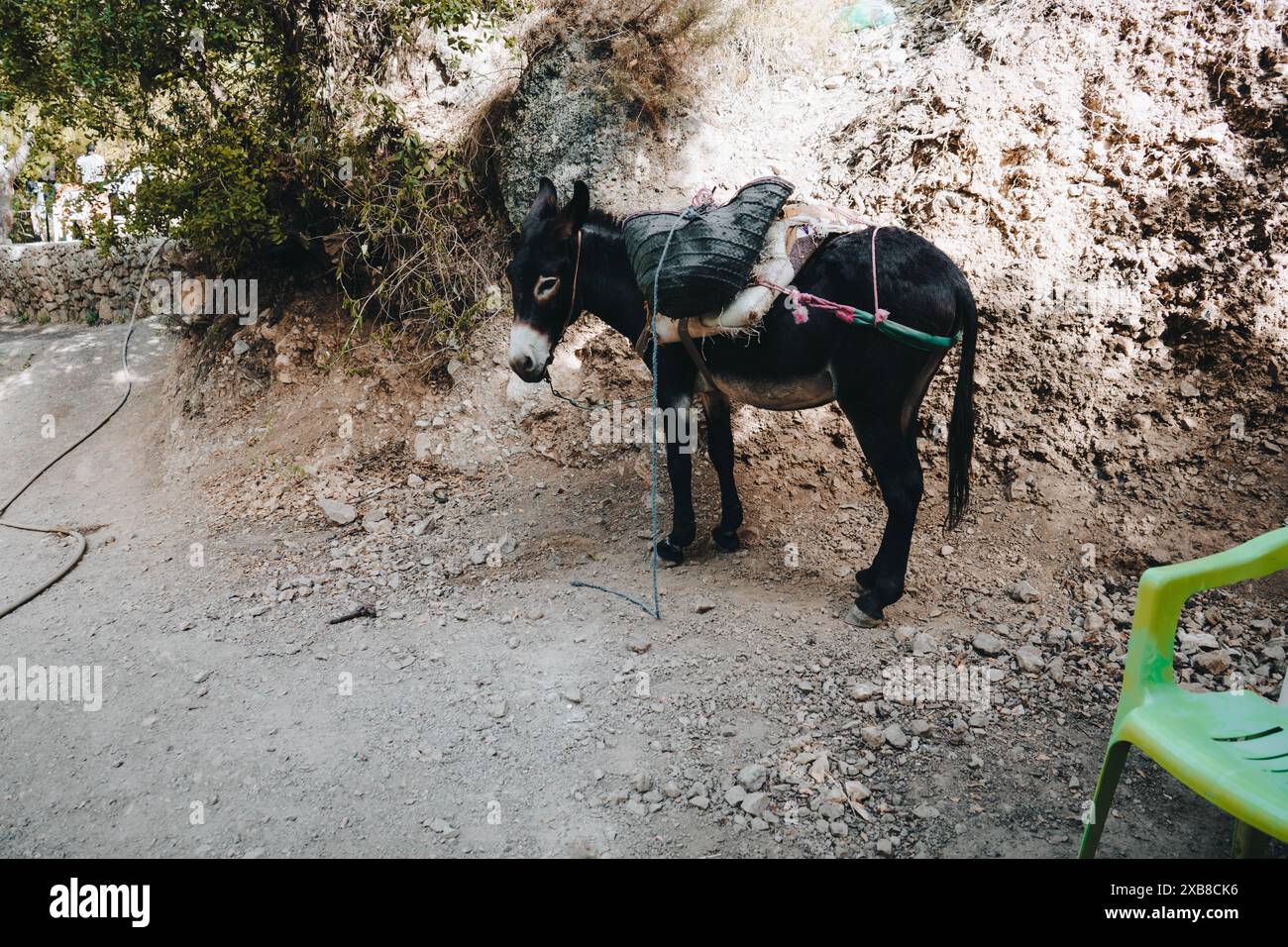 Lonely donkey in mountains hi-res stock photography and images - Alamy