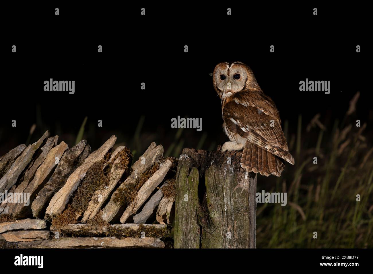 Owl night white hi-res stock photography and images - Alamy