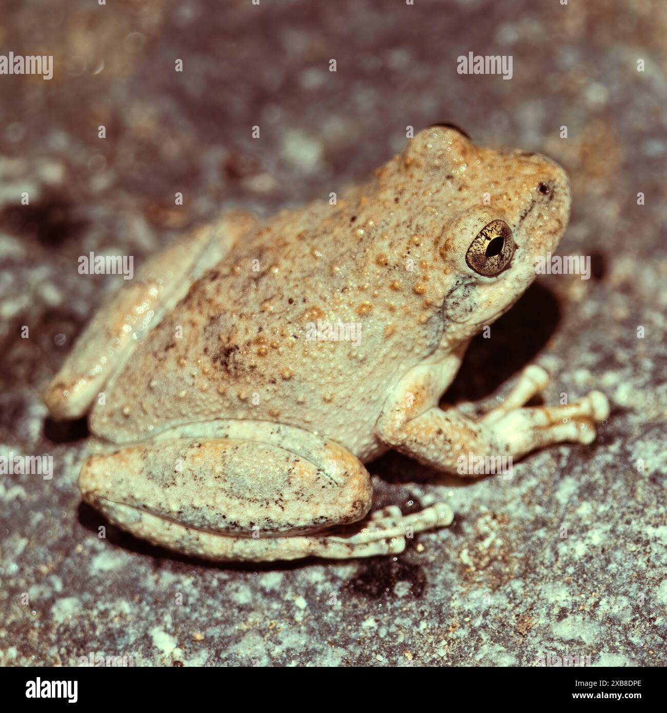 Frog sitting on rocky hi-res stock photography and images - Alamy
