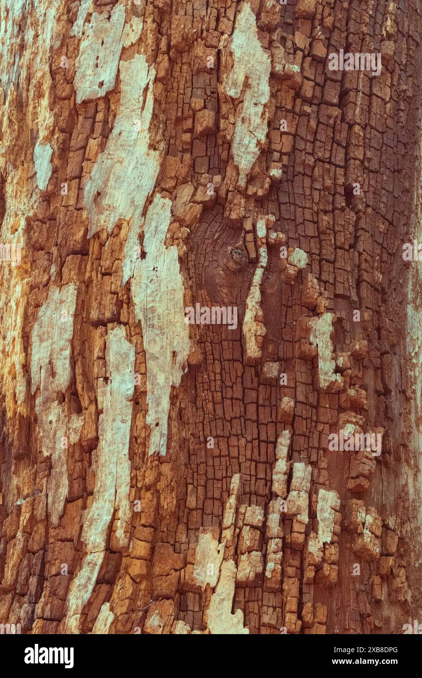 A close-up of weathered tree bark displaying cracks and decay Stock ...