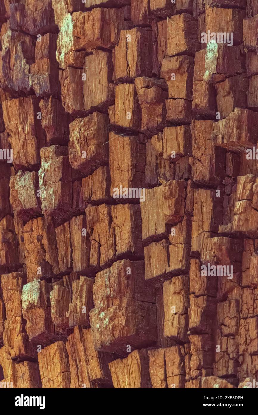 A close-up of weathered tree bark displaying cracks and decay Stock ...