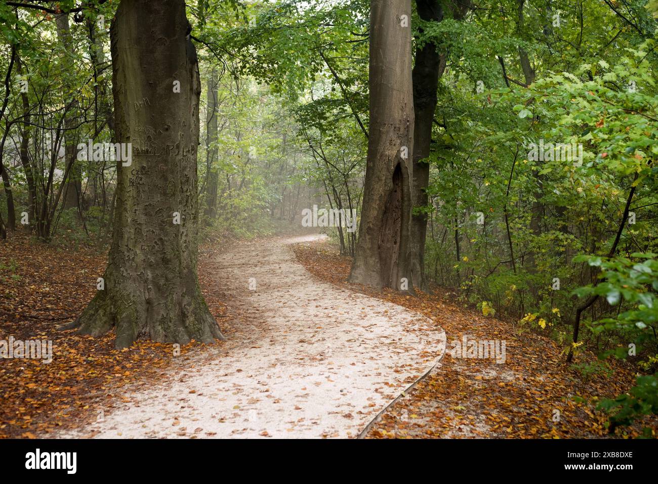 Footpath in the woods Stock Photo - Alamy