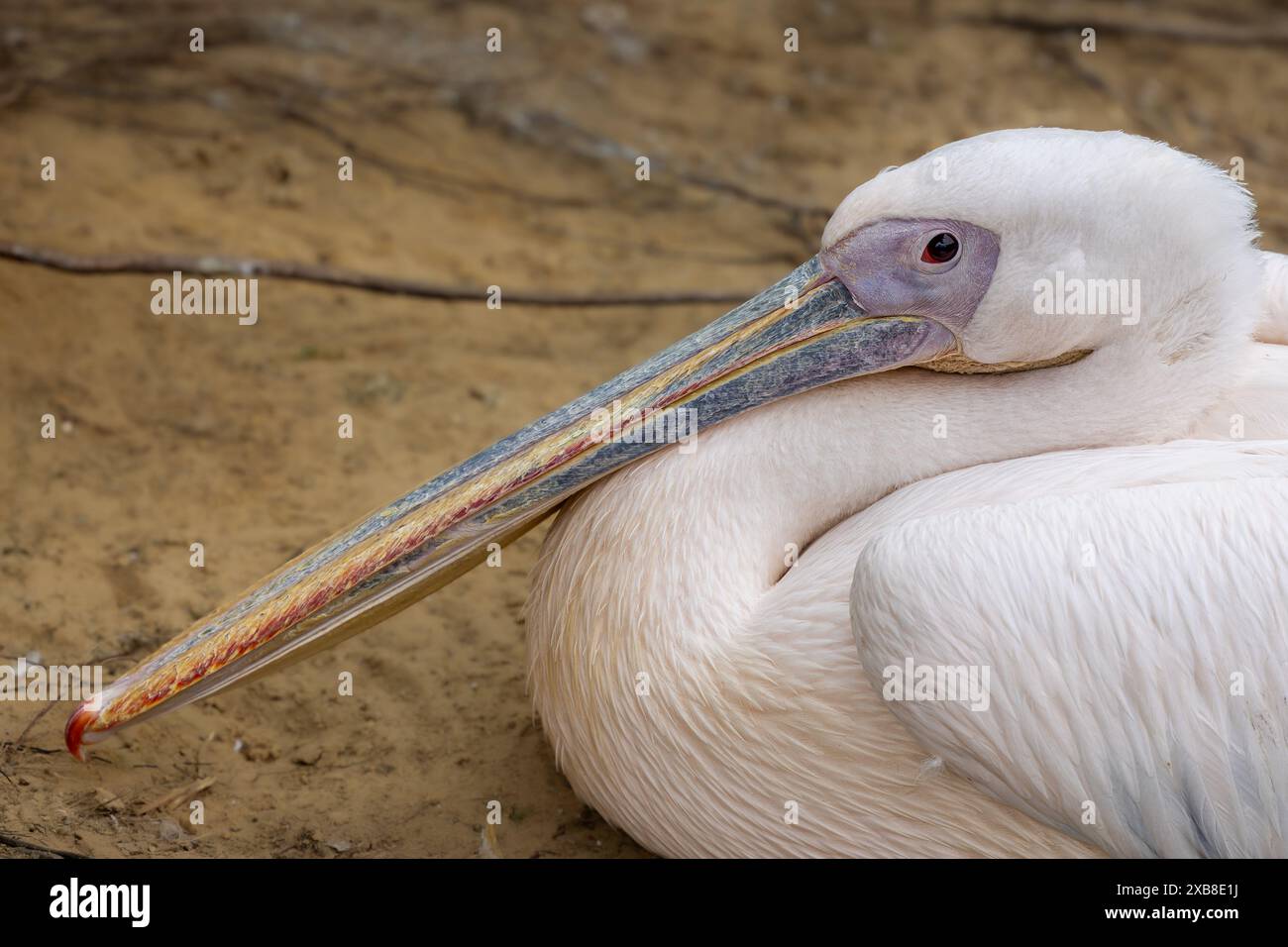 Pelican bird looking camera hi-res stock photography and images - Alamy