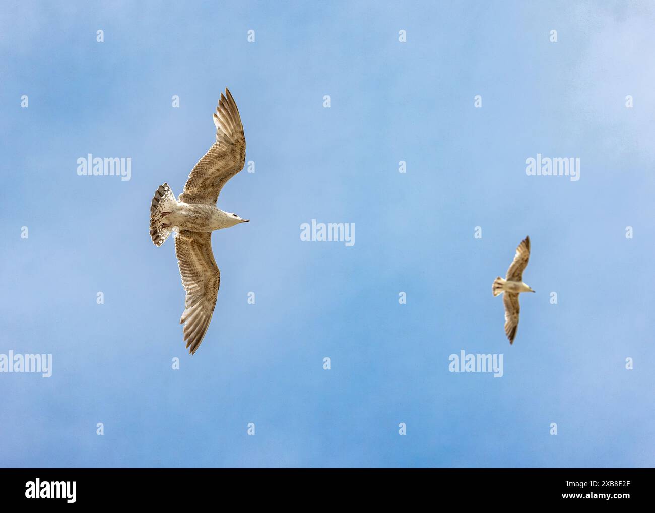 Two seagulls flying in clear blue sky Stock Photo - Alamy