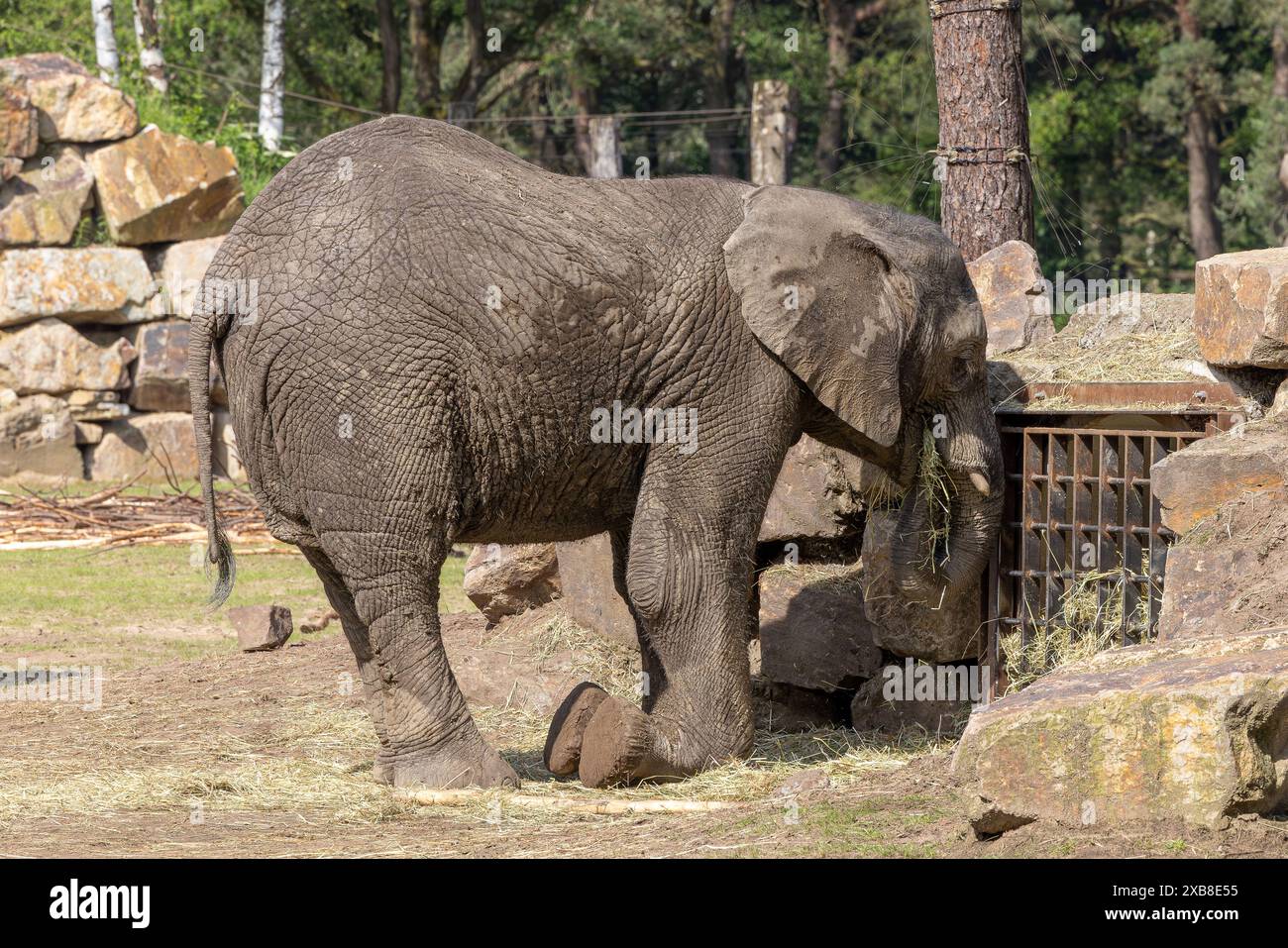 An African elephant feeding on hay in a zoo enclosure near trees Stock ...