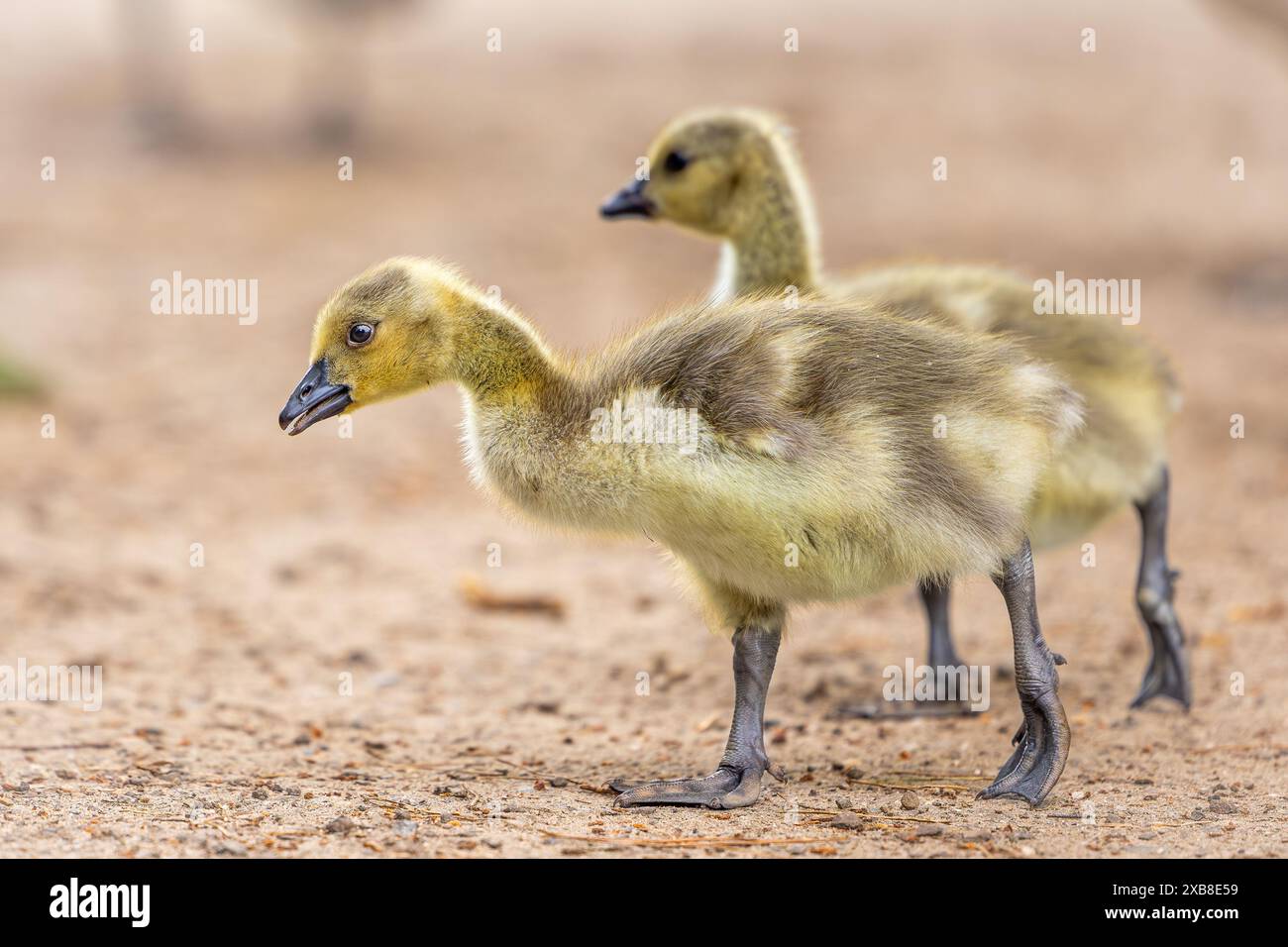 Closeup two adorable goslings hi-res stock photography and images - Alamy