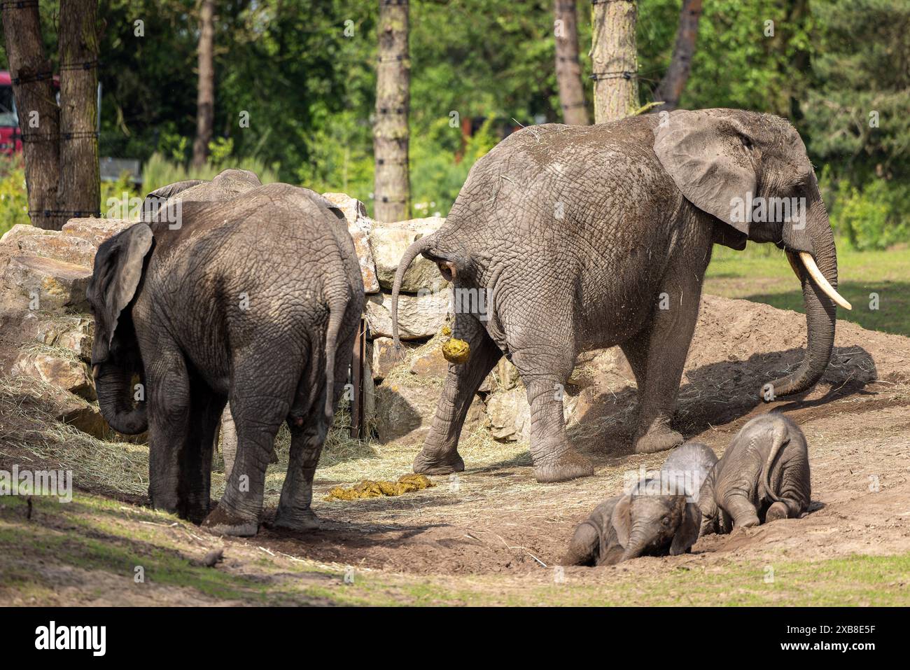 A group of African elephants in a zoo surrounded by green trees Stock ...