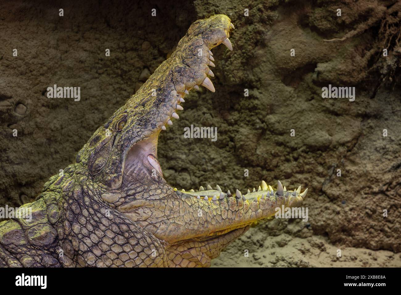 A Nile crocodile in a zoo with its jaws wide open Stock Photo - Alamy