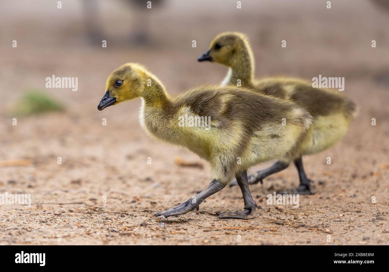 Birds are walking hi-res stock photography and images - Alamy