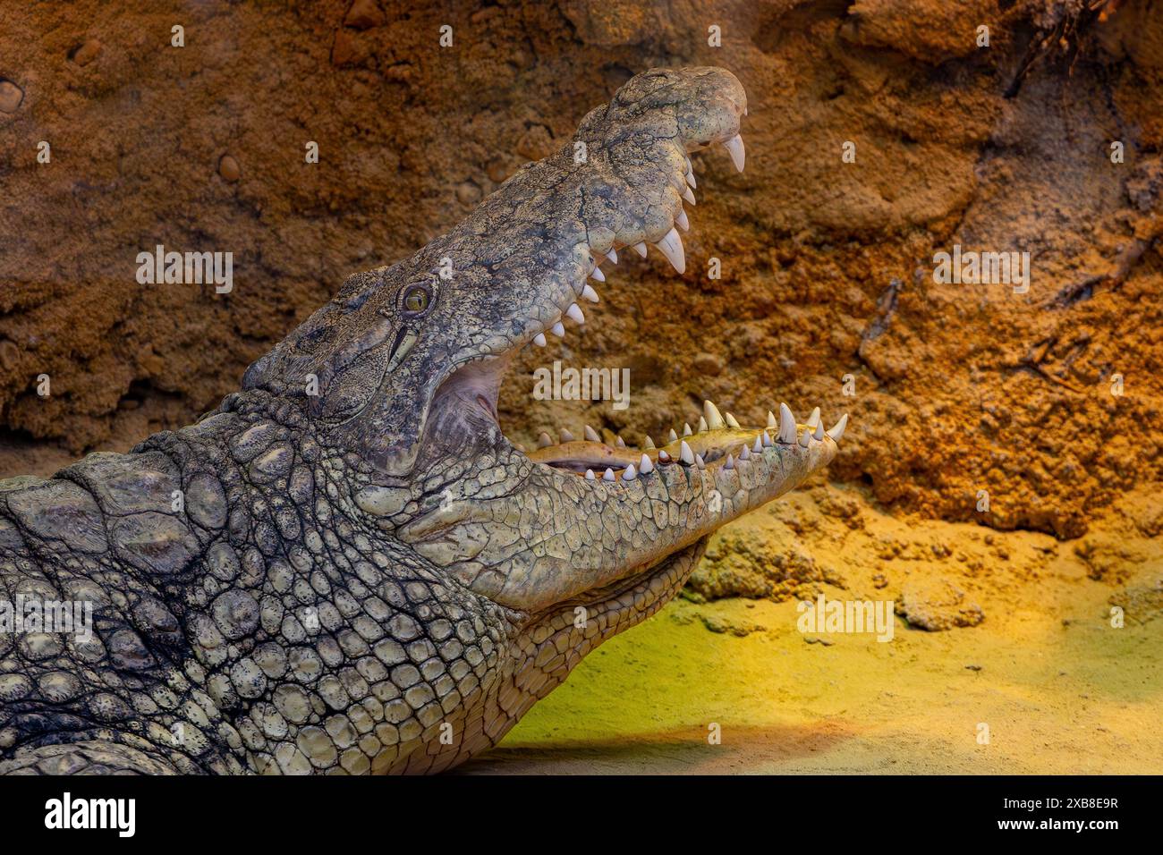 A Nile crocodile in a zoo with its jaws wide open Stock Photo - Alamy