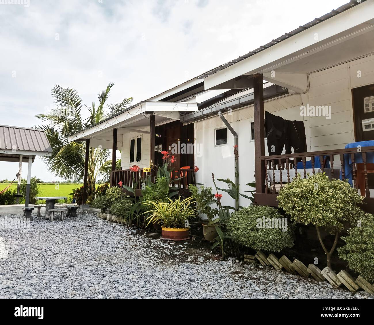 Traditional Malaysian village house near the rice paddy field Stock ...