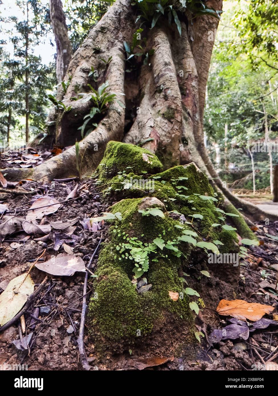 Tree root covered with moss, near the rainforest cave in Perlis ...
