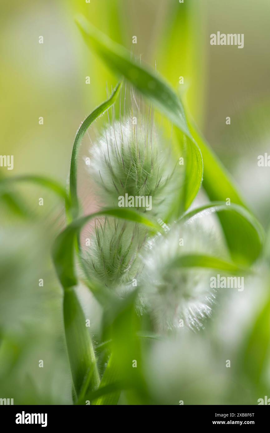 Lagurus ovatus 'Bunny Tails' - Hare's-tail grass - flowering in Summer ...