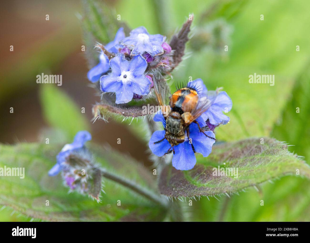 Tachinid Flies are parasitic, laying their eggs in caterpillars and ...