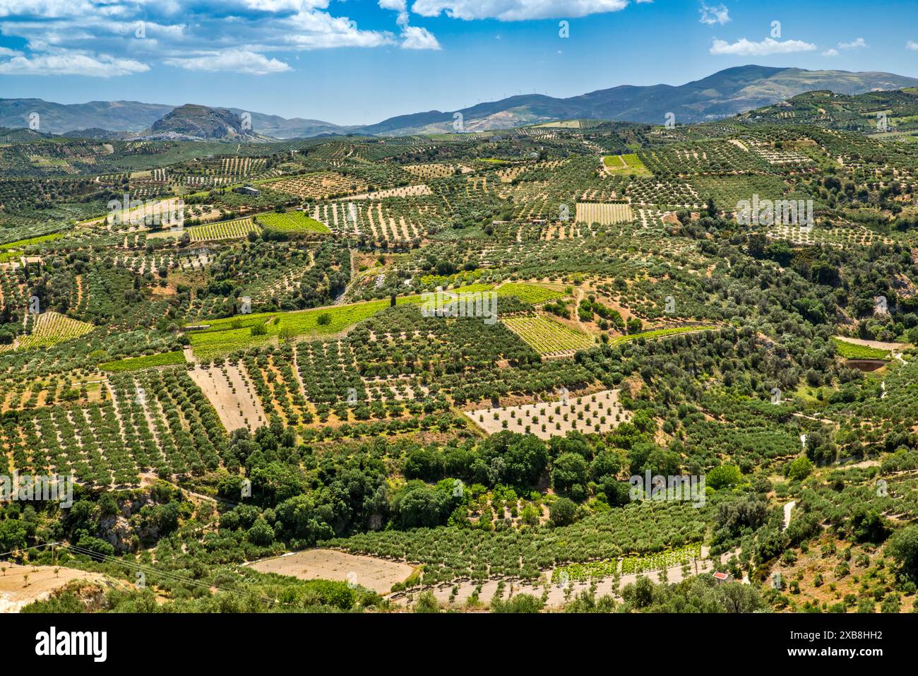 Olive tree orchards near village of Agios Myronas, Livada Plateau area ...