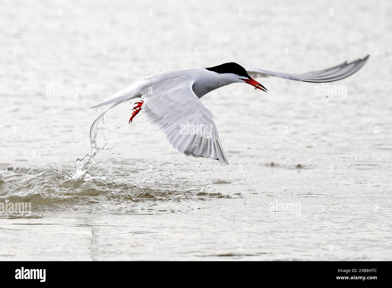 A common tern catching freshwater fish Stock Photo - Alamy