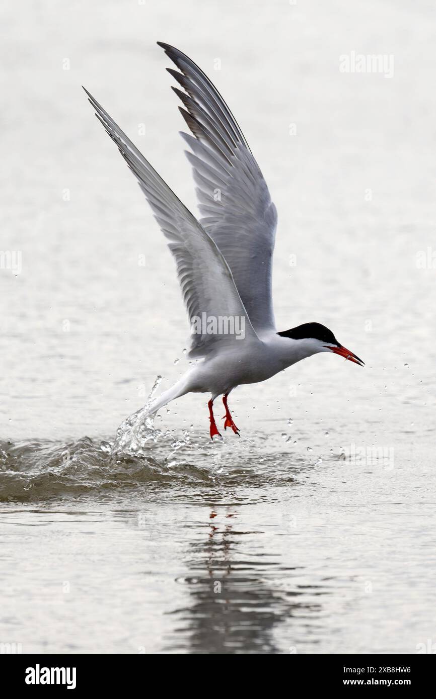 A common tern catching freshwater fish Stock Photo - Alamy