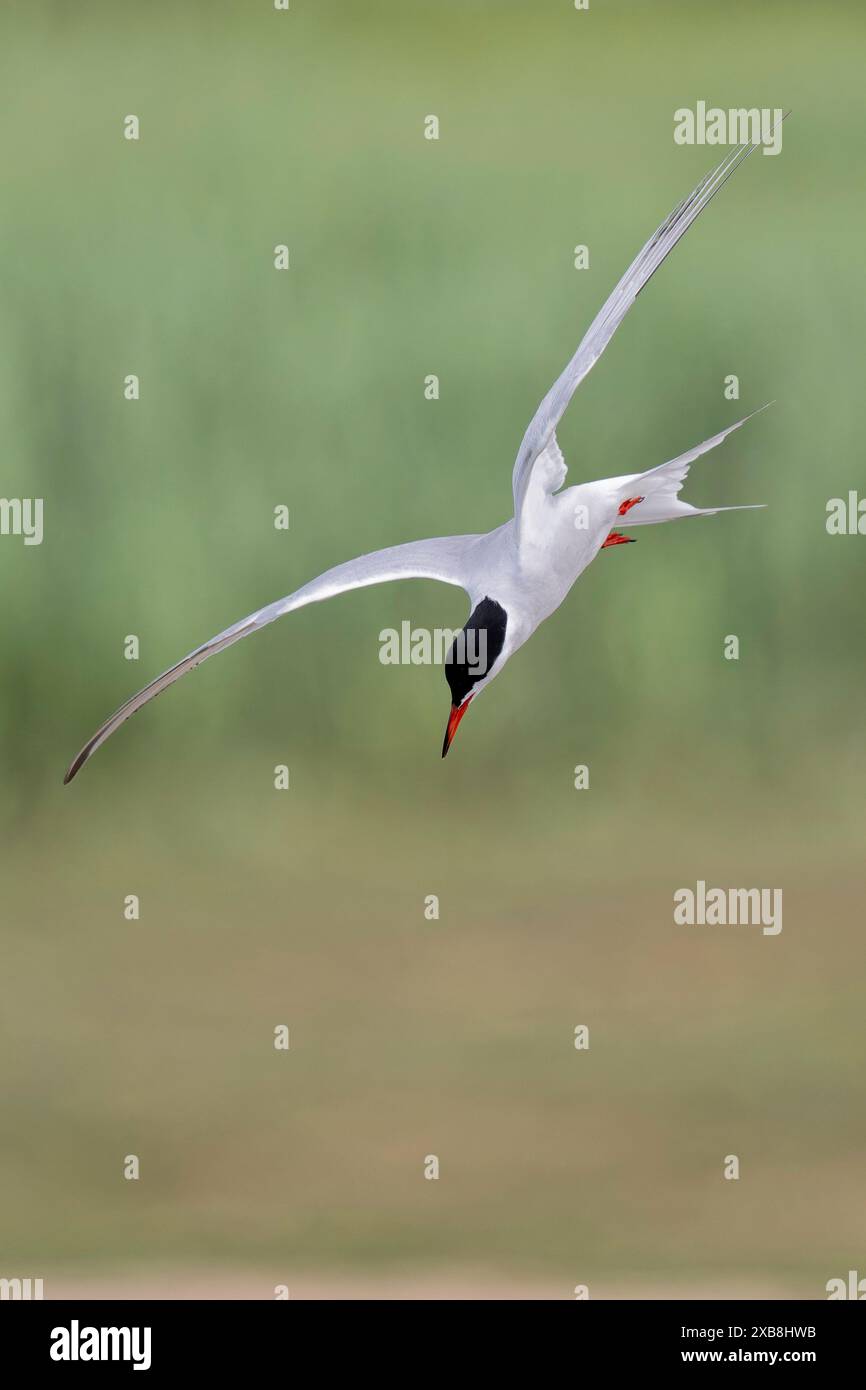 Tern hunting hi-res stock photography and images - Alamy