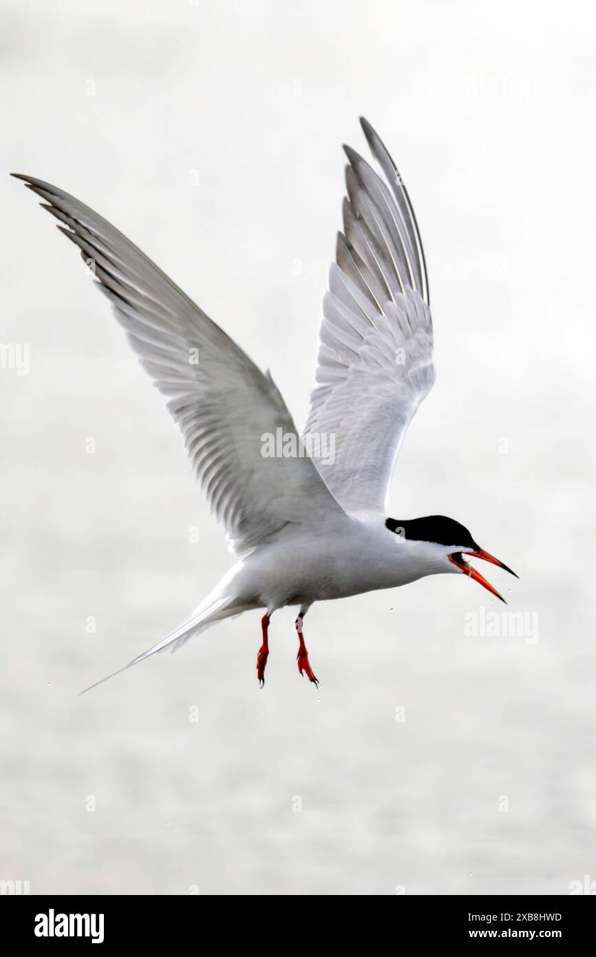 A common tern catching freshwater fish Stock Photo - Alamy